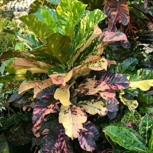 Jual Pohon Puring Oscar - Codiaeum Variegatum - Tanaman Hias - Kab ...