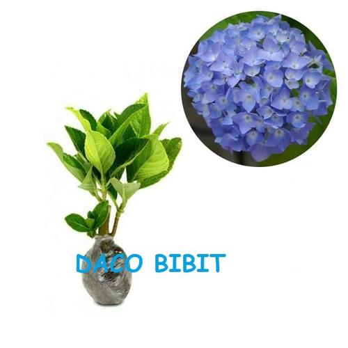 Jual TANAMAN JADI BUNGA HYDRANGEA BIRU / KEMBANG BOKOR / PANCAWARNA ...