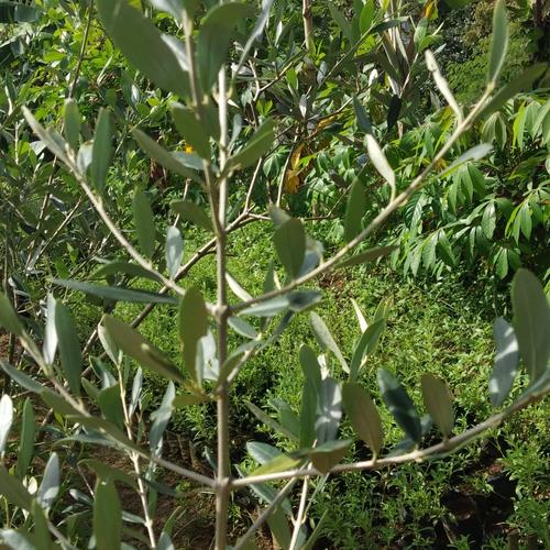Jual Daun Zaitun Segar Basah Organik - Kota Bogor - HERBAL ALAMI AJAIB ...