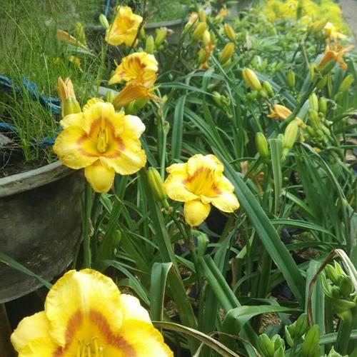Jual TANAMAN HIAS BUNGA LILY BATIK - Kota Batu - Dacochi | Tokopedia