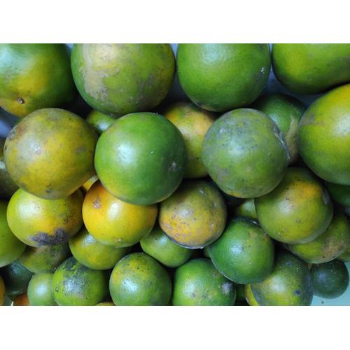 Jual Jeruk siam peras jember - Kota Bandung - Surya_Buah | Tokopedia