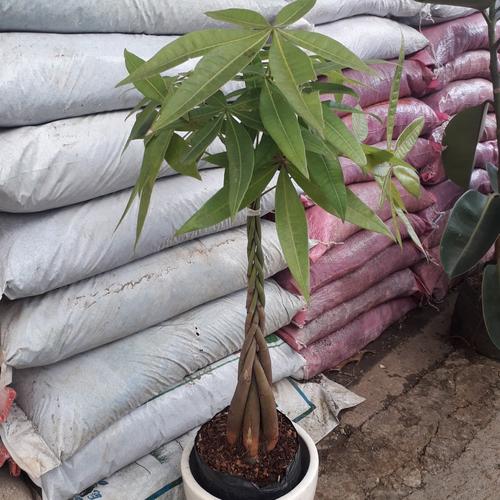 Jual pohon pacira kepang 5 / pohon duit - Jakarta Utara - lotus putih ...