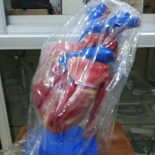 Jual MODEL JANTUNG MANUSIA, ALAT PERAGA PENDIDIKAN MODEL JANTUNG ...