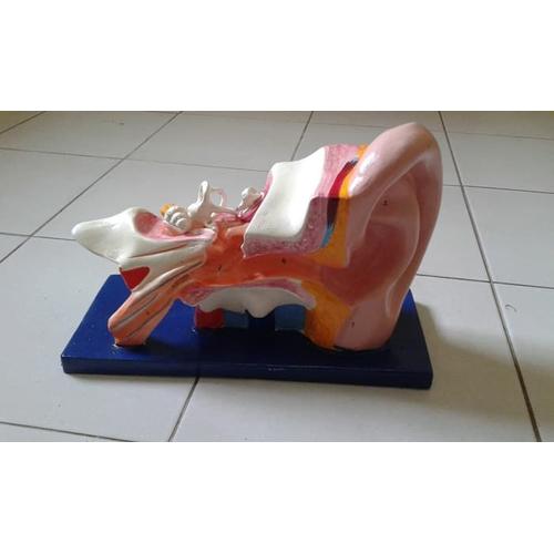 Jual ANATOMI MODEL TELINGA MANUSIA, ALAT PERAGA PENDIDIKAN DAN MEDIS ...