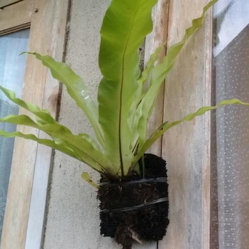 Jual pohon kadaka pedang plus media akar pakis - Kab. Bogor - Taman ...
