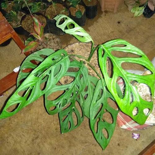 Jual Tanaman Hias Monstera Andansonii - Monstera Adan Soni Janda Bolong ...