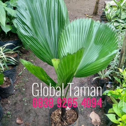 Jual Palem kol / pohon palem koll 50-60 cm - Kab. Bogor - G T. Store ...