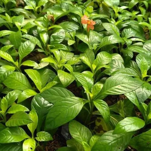 Jual tanaman hias crossandra - bunga orange - losandra - crosandra ...
