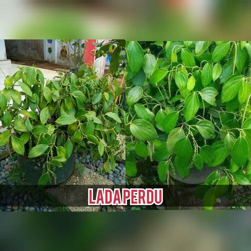 Jual BIBIT LADA PERDU - Kota Metro - Juragan Muda Lampung | Tokopedia