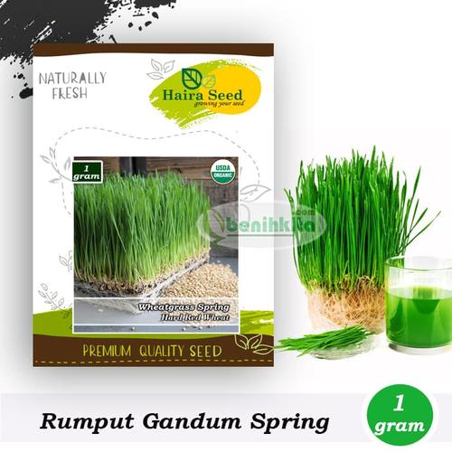 Jual Benih-Bibit Rumput Gandum/Wheatgrass Merah Organik (Haira Seed ...