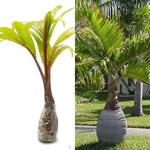 Jual Tanaman Hias Palem Botol - Kota Bekasi - ORIGINAL FLORA | Tokopedia
