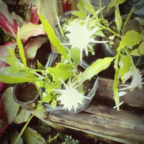 Jual Bunga Wijaya Kusuma Putih (hasil cangkok) - Kab. Bandung Barat ...