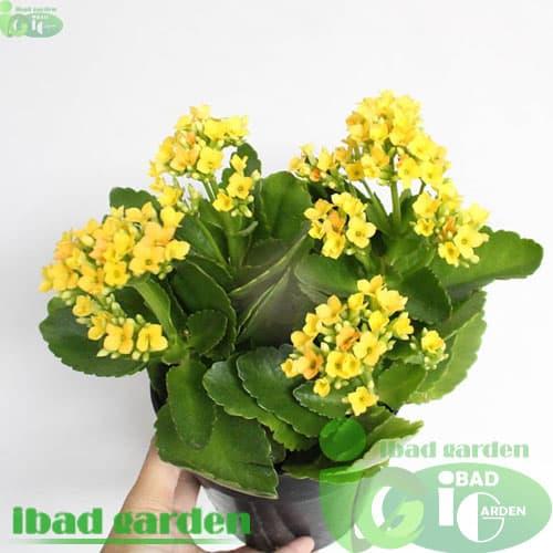 Jual Tanaman cocor bebek bunga kuning / kalanchoe blossfeldiana yellow ...