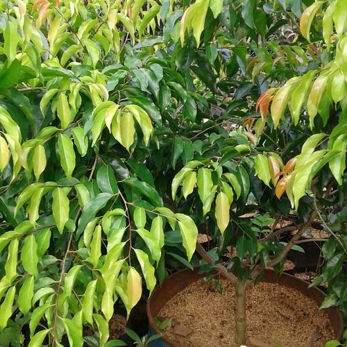 Jual pohon plum - Kab. Bogor - landescape | Tokopedia
