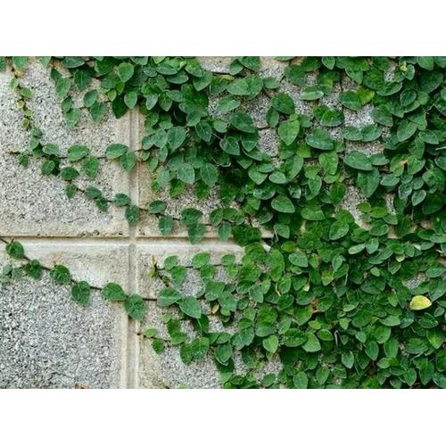 Jual Tanaman rambat dolar daun kecil - Bibit pohon dolar - Jakarta ...