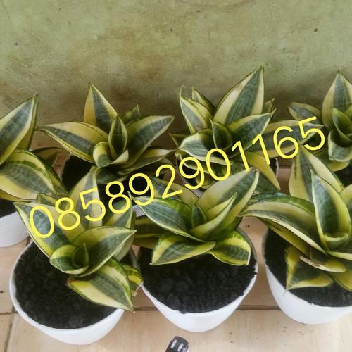 Jual Tanaman Sansevieria Mini | Baby Sansevieria | Pohon Lidah Mertua ...