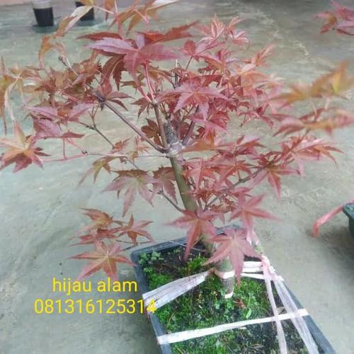 Jual tanaman maple/ japanese red maple/ pohon mapel - Kab. Bogor ...