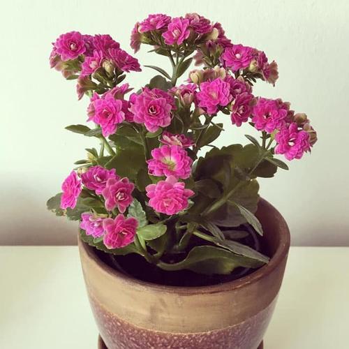 Jual Tanaman cocor bebek bunga ungu / kalanchoe blossfeldiana purple ...