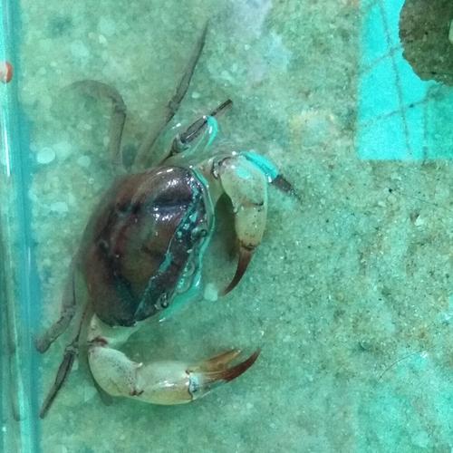 Jual Parathelphusidae atau Gecarcinucidae - Jakarta Selatan - atkmandri ...