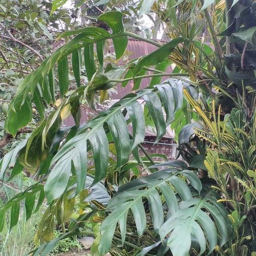 Jual DAUN EKOR NAGA obat KANKER dan TUMOR - Kab. Solok - RUMAH BENALU ...