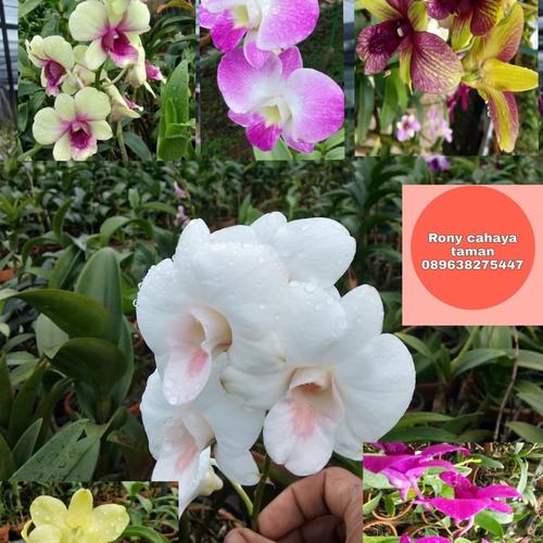 Jual paket hemat macam macam warna bunga anggrek jenis dendrobium - Kab ...