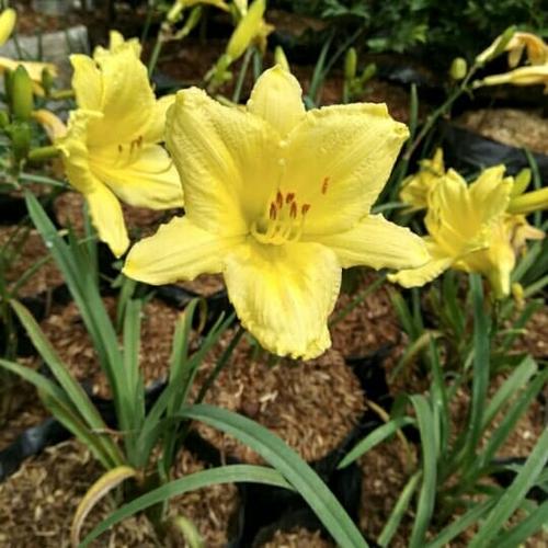 Jual Lili Bunga Kuning | Tanaman Day Lily Hemerocallis - Kota Depok ...