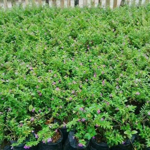 Jual Tanaman Taiwan Bunga Ungu - Kab. Bogor - Hasbi_Landscape | Tokopedia