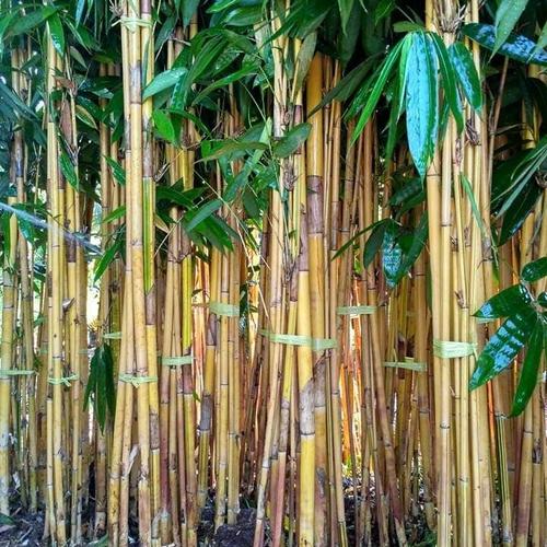 Jual bambu kuning - bambu kuning - pohon bambu - Kab. Bogor - taman ...