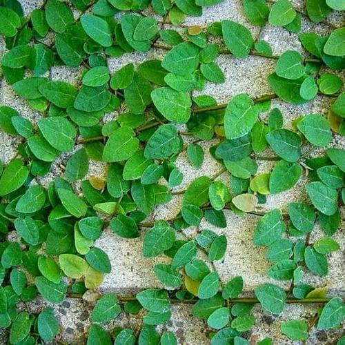 Jual tanaman rambat dolar mini - Kota Batu - purwanto bibit dan bunga ...