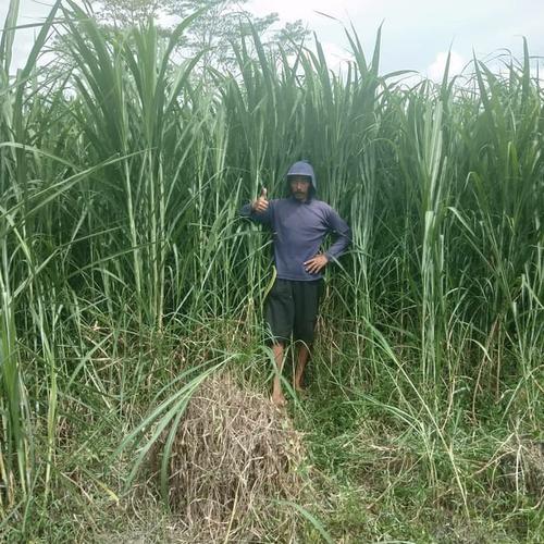 Jual Rumput Kolonjono King Grass / Rumput Gajah Halus / Bibit Pakan ...