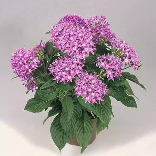 Jual tanaman hias bunga PENTAS - Jakarta Utara - WAHID JAYA LANCAR ...