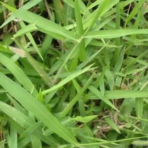 Jual biji rumput signalgrass - biji rumput pakan ternak - Kab. Bogor ...