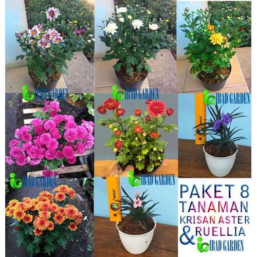 Jual Paket promo tanaman hias krisan aster dan ruellia warna bunga mix - Kab. Bandung Barat ...