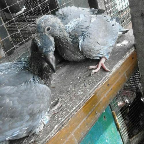 Jual merpati pos megan hebat - Kota Depok - djolali cemani | Tokopedia