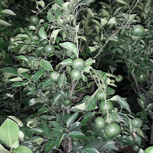 Jual pohon jeruk limo ber buah lebat.besar - Jakarta Utara - lotus ...