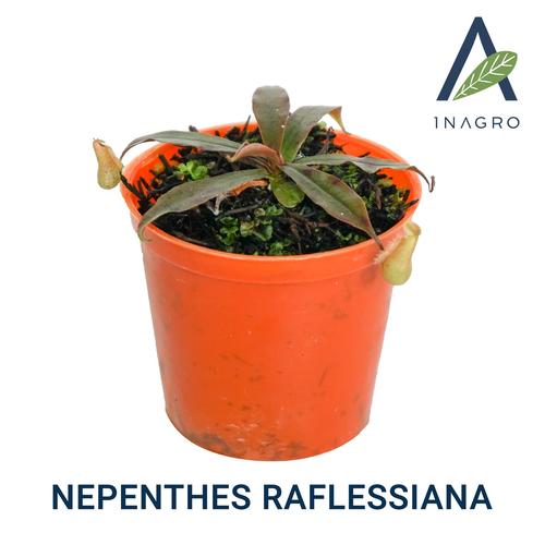 Jual Tanaman Hias Napenthes raflessiana hasil Kultur Jaringan - S - Kab ...