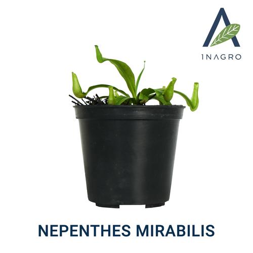 Jual Tanaman Hias Nepenthes mirabilis hasil Kultur Jaringan - Kab ...