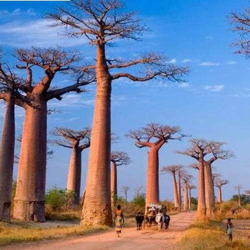 Jual Bibit Baobab / Asem Buto Pohon Tropis Langka Eksotis - Kab ...