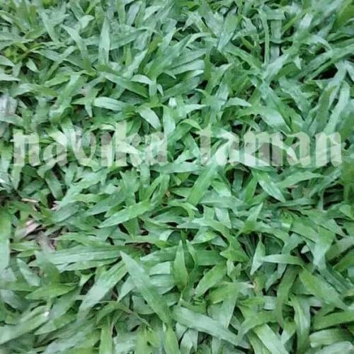 Jual Rumput Gajah Paitan - Pasang Rumput Gajahan - Pusat Rumput Taman ...
