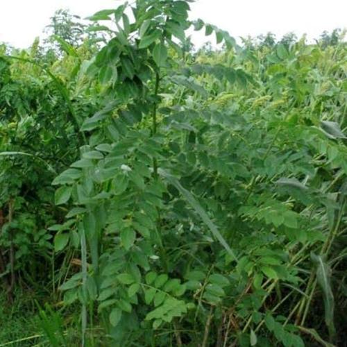 Jual Stek Batang Pohon Gamal 10 pcs 1 kg - Kota Padangsidimpuan - UD ...