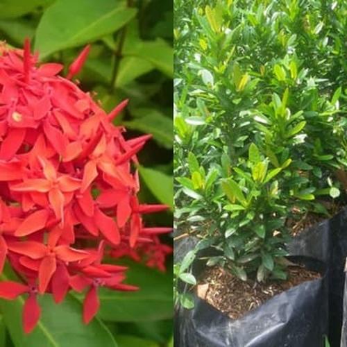 Jual Tanaman Hias Kembang Asoka Merah Tanaman Asoka Bibit Asoka Merah ...