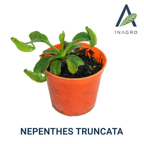 Jual Tanaman Hias Nepenthes Truncata hasil Kultur Jaringan - L - Kab ...