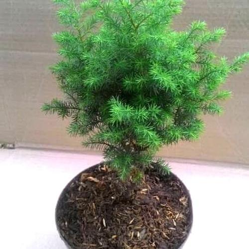 Jual Bibit Pohon Cemara Embun - Tanaman Hias Cemara Embun - Kota Bogor ...