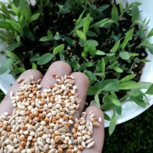 Jual biji rumput pakan ternak benih rumput japanes millet grass - Kab ...