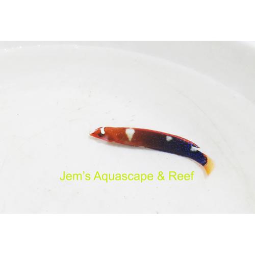 Jual Ikan Air Laut Keling Asli (Red Coris Wrasse) - Jakarta Barat - Jem ...