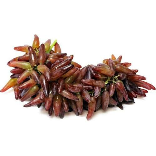 Jual Bibit Buah Anggur Impor Witch Finger - Kab. Kediri - UD_Bibit ...
