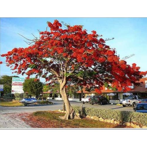Jual Bibit Pohon Bunga Flamboyan Merah - Kab. Kediri - Florist Nursery ...