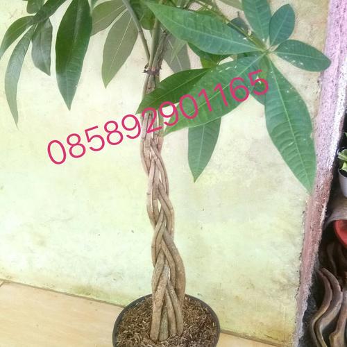 Jual Tanaman Pachira | Pachira Kepang 6 | Pohon Uang (money tree) - Kab ...