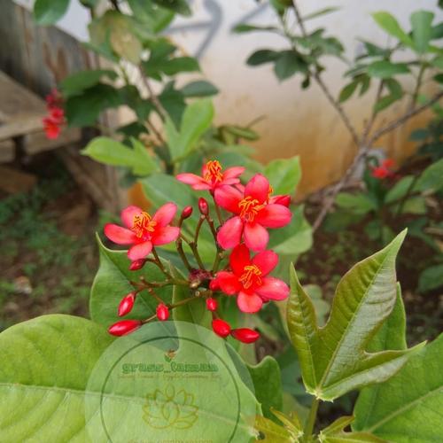 Jual Pohon Bunga Batavia Tanaman Hias Bunga Batavia Tanaman Peneduh