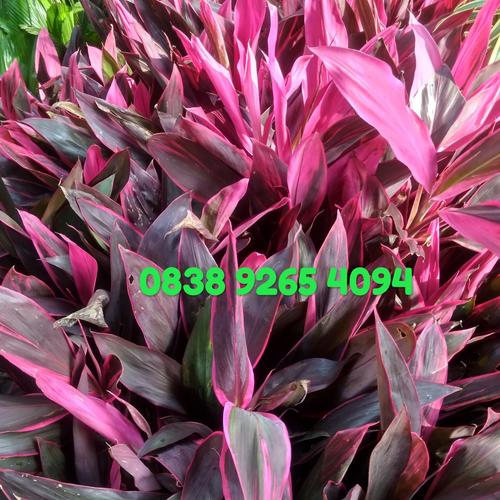Jual Pohon hanjuang merah / tanaman hias andong merah / Andonk merah ...